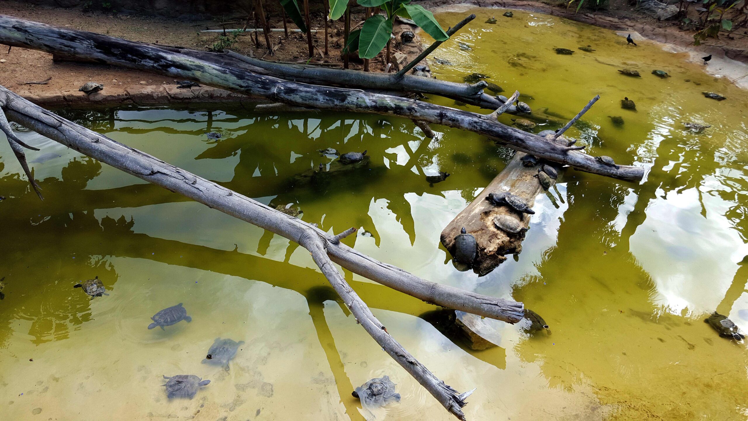 Emperor Valley Zoo: Destination Trinidad and Tobago | Tours, Holidays ...