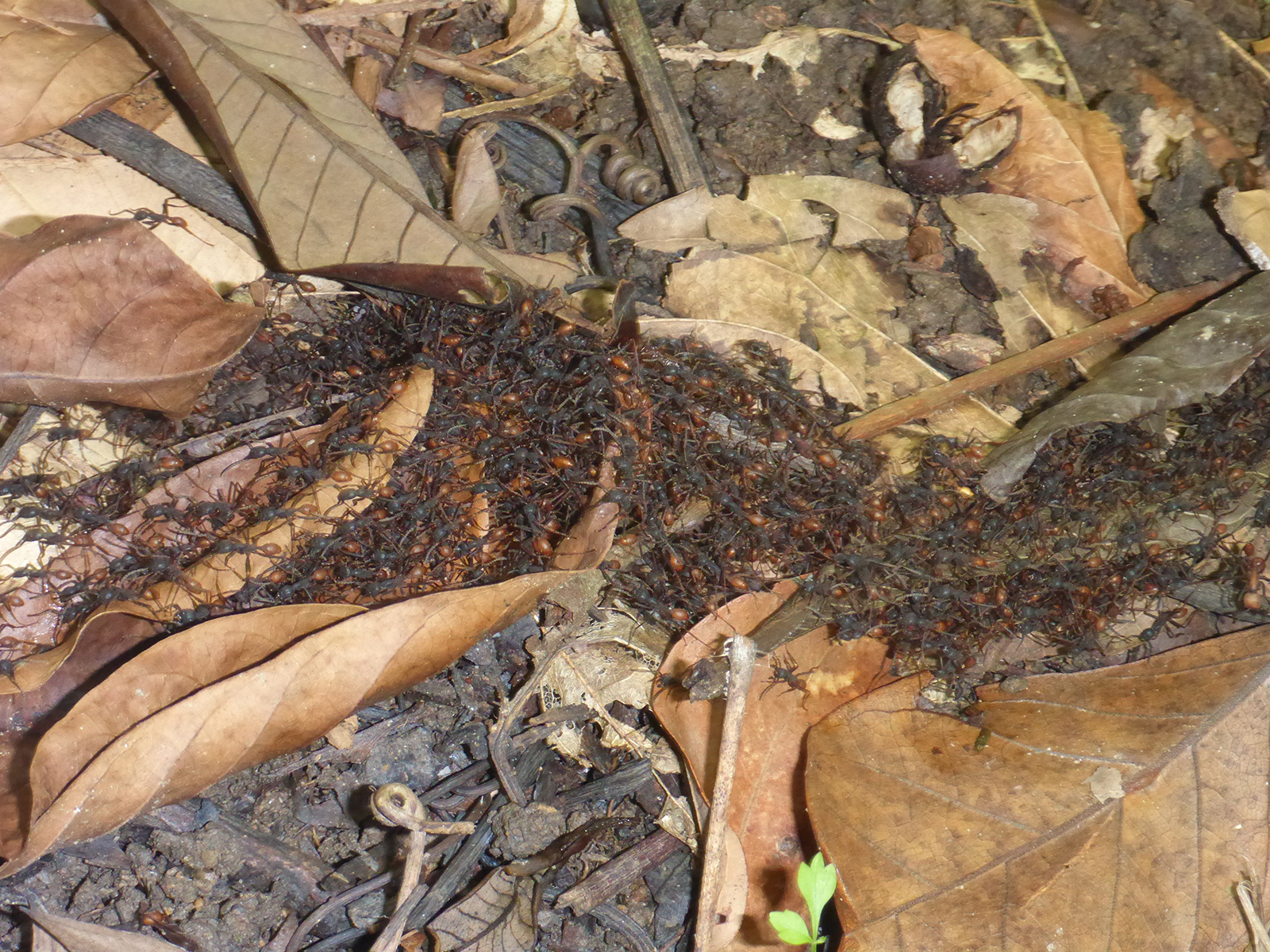 Paria Beach: Destination Trinidad and Tobago | Tours, Holidays ...