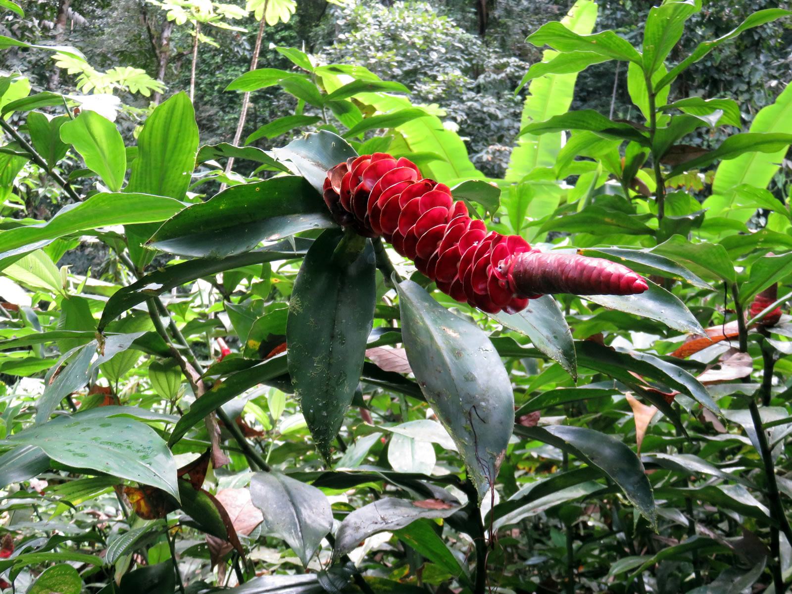 Angel Falls: Destination Trinidad and Tobago | Tours, Holidays ...