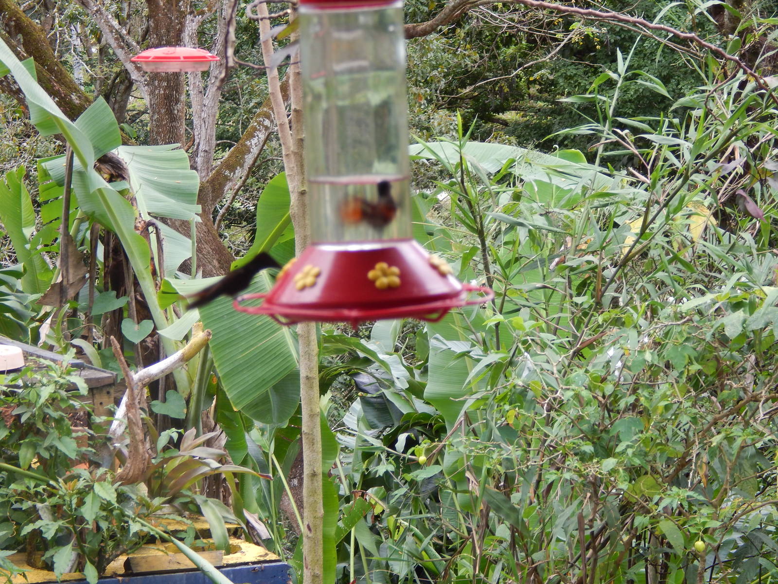 Adventure Farm and Nature Reserve: Destination Trinidad and Tobago ...