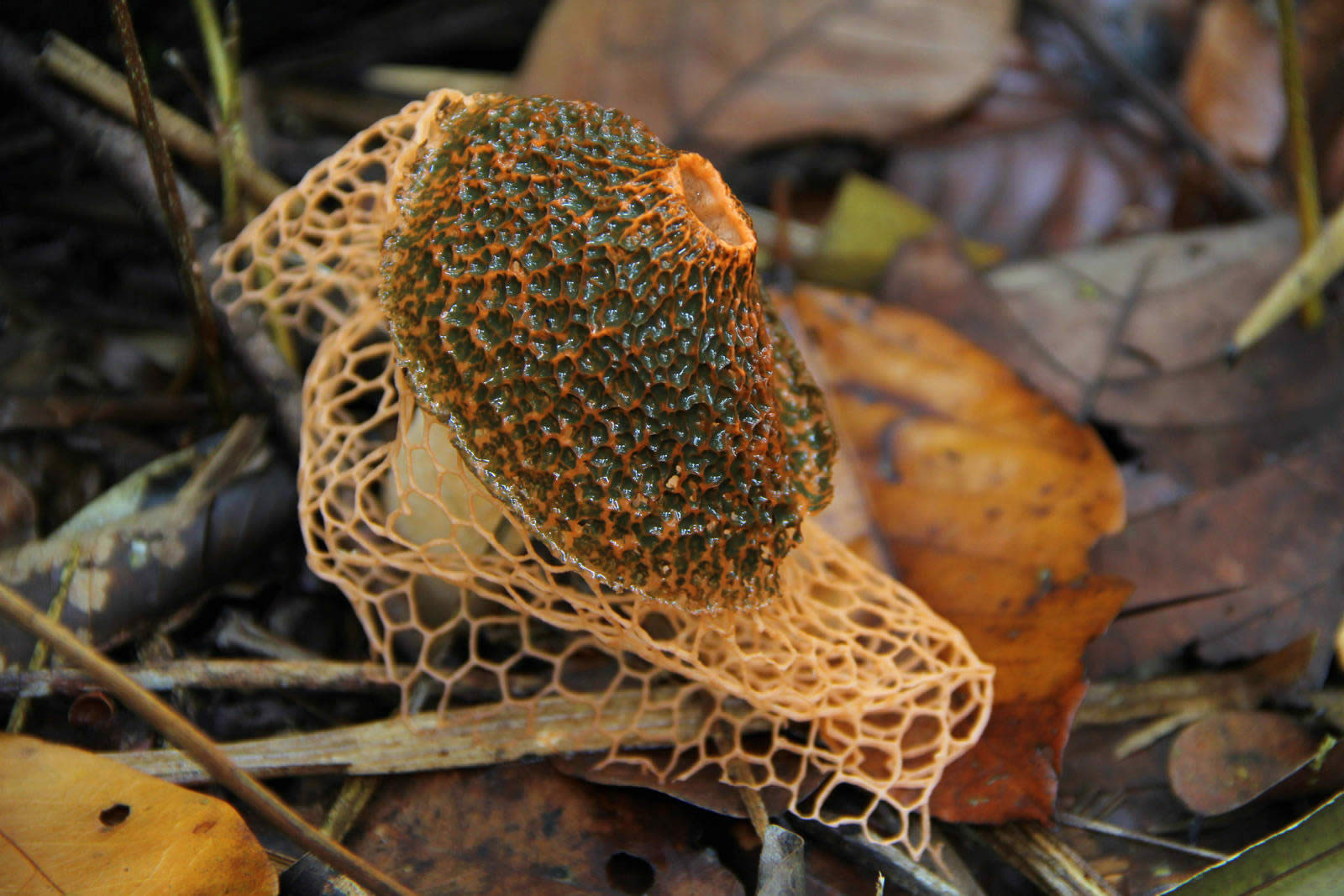 Bush Bush Wildlife Sanctuary: Destination Trinidad and Tobago | Tours ...