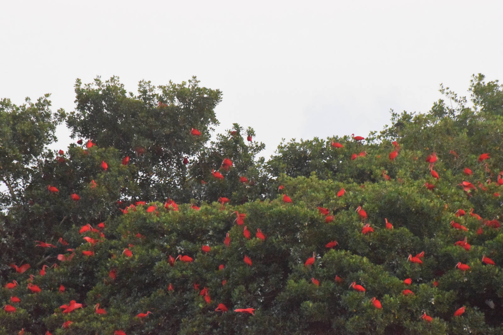 Caroni Swamp and Bird Sanctuary: Destination Trinidad and Tobago ...