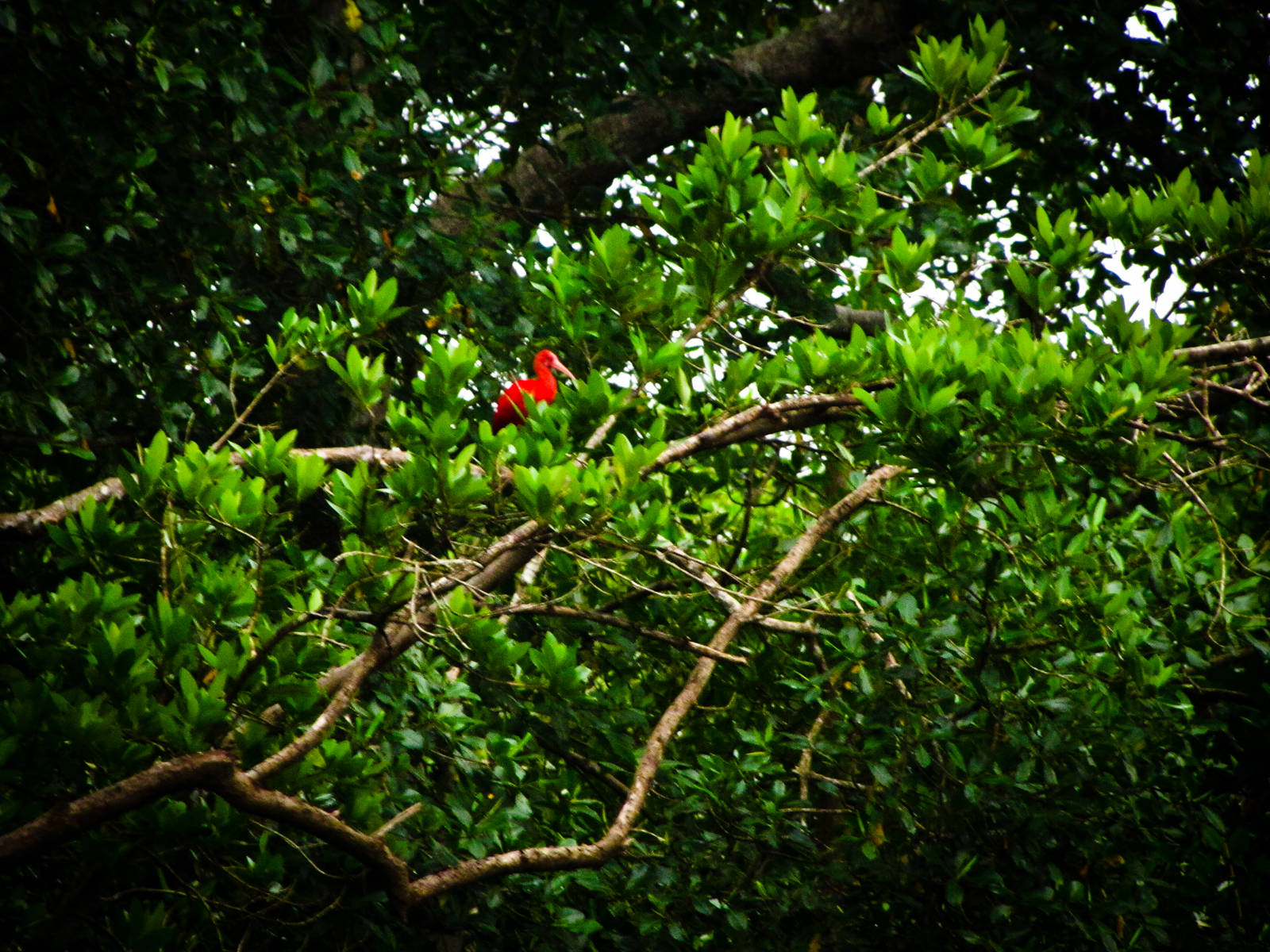 Caroni Swamp and Bird Sanctuary: Destination Trinidad and Tobago ...