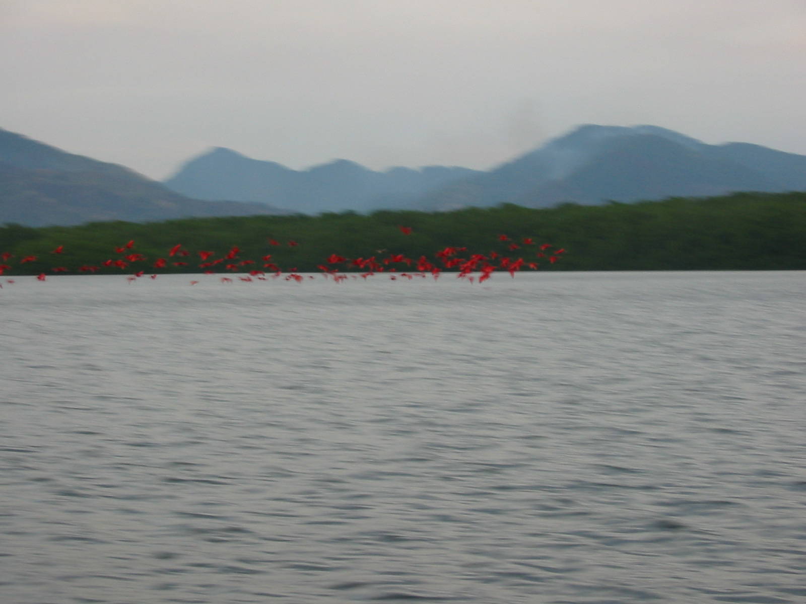Caroni Swamp and Bird Sanctuary: Destination Trinidad and Tobago ...