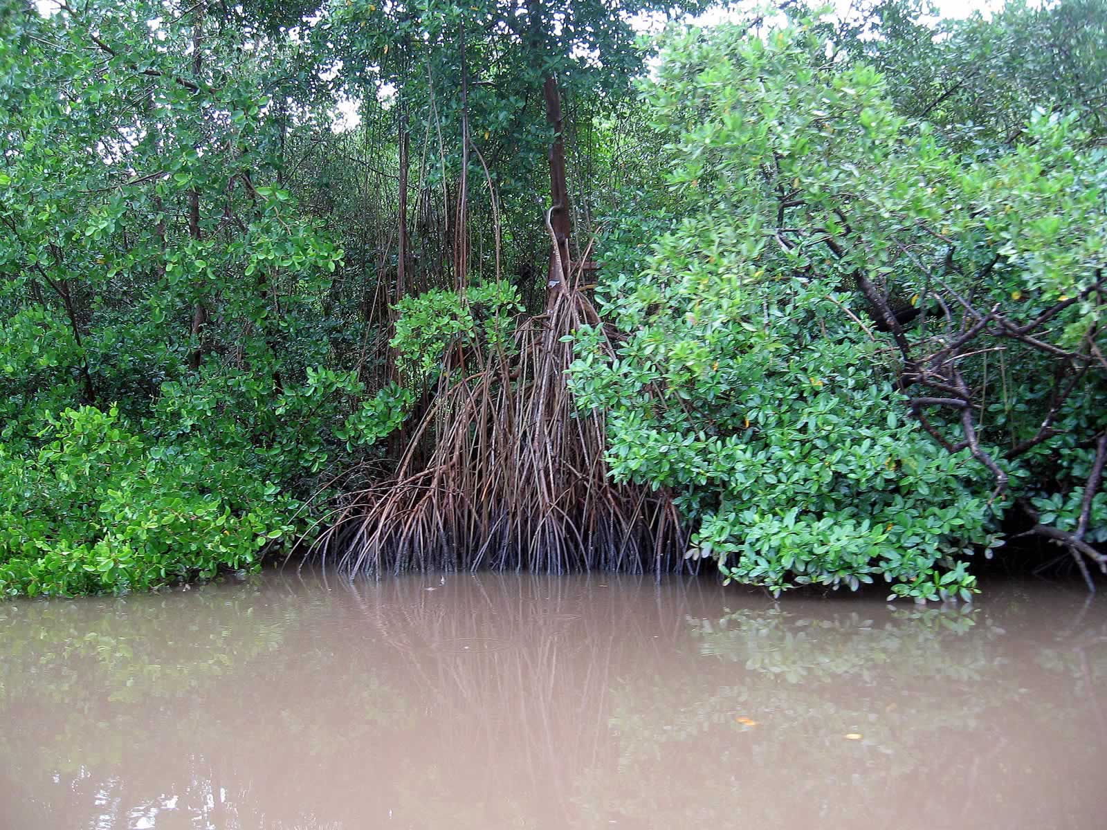Caroni Swamp and Bird Sanctuary: Destination Trinidad and Tobago ...