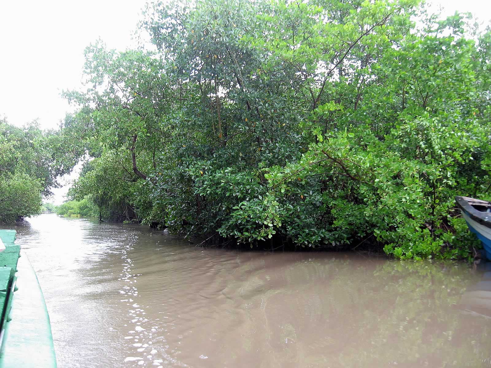 Caroni Swamp and Bird Sanctuary: Destination Trinidad and Tobago ...