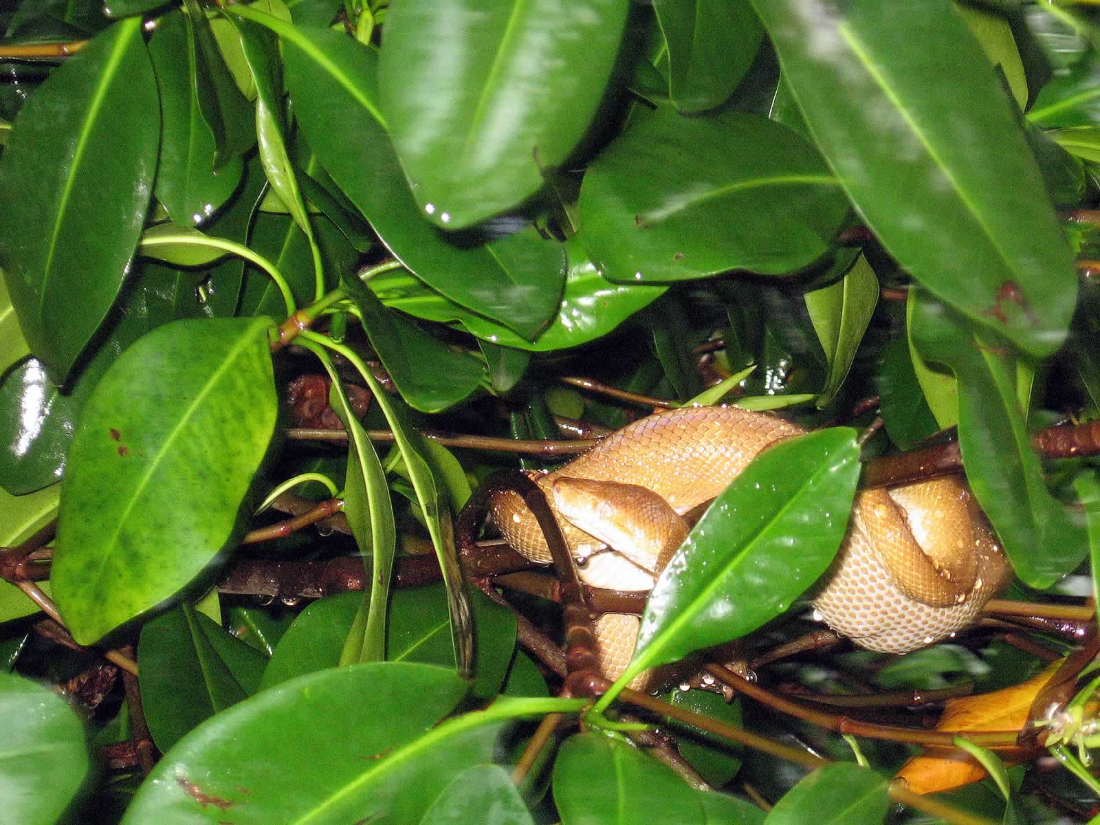 Caroni Swamp and Bird Sanctuary: Destination Trinidad and Tobago ...