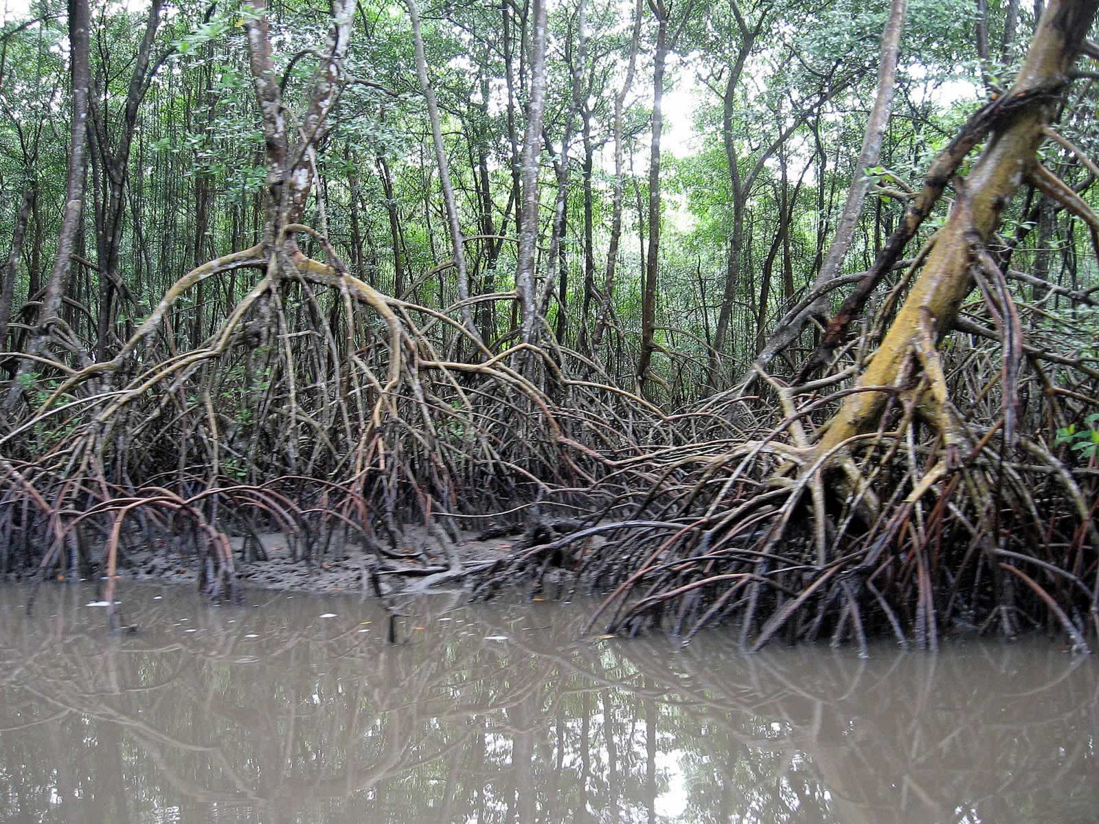 Caroni Swamp and Bird Sanctuary: Destination Trinidad and Tobago ...