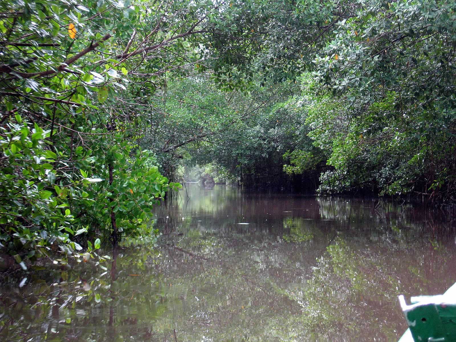 Caroni Swamp and Bird Sanctuary: Destination Trinidad and Tobago ...