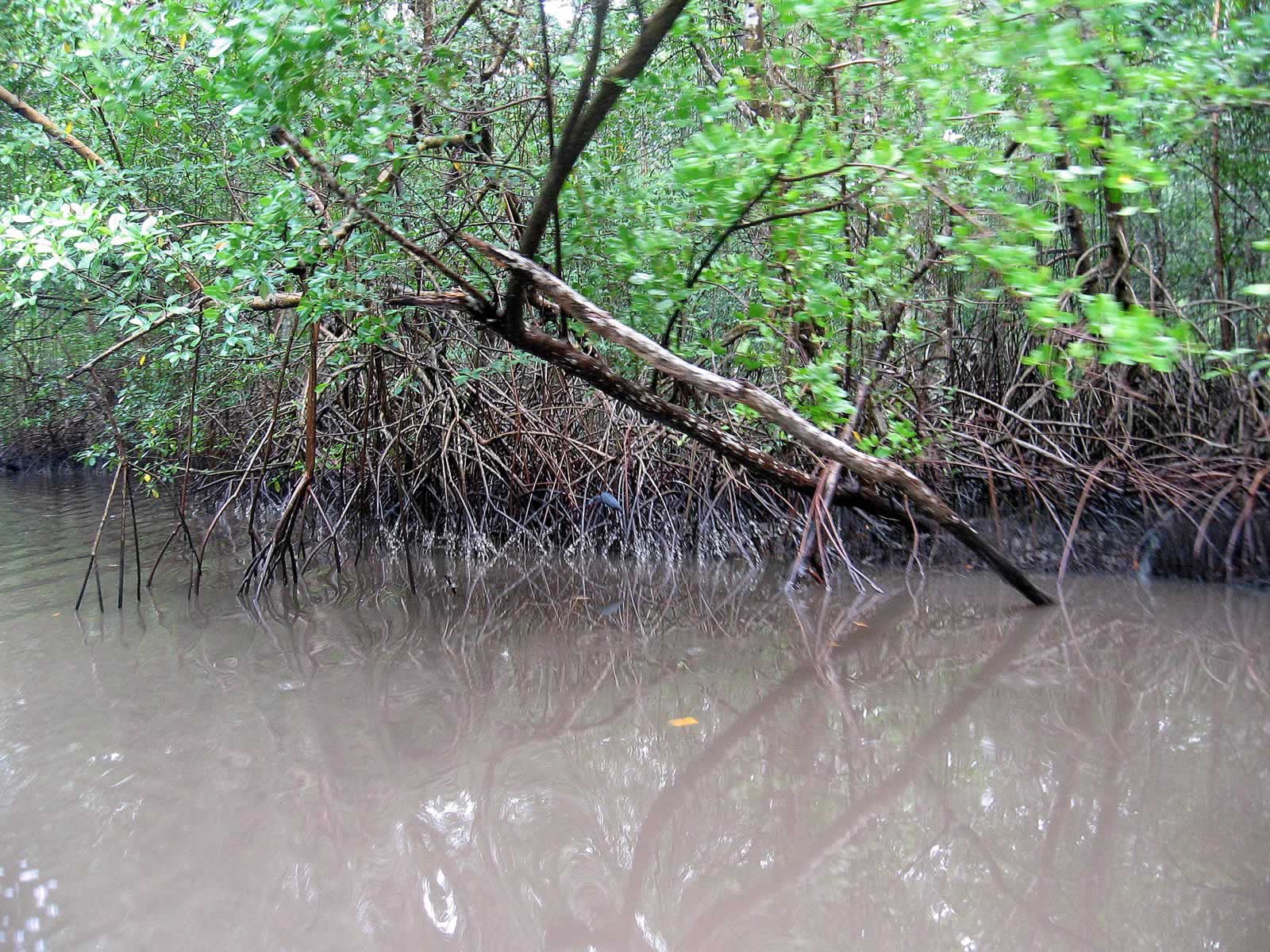 Caroni Swamp and Bird Sanctuary: Destination Trinidad and Tobago ...