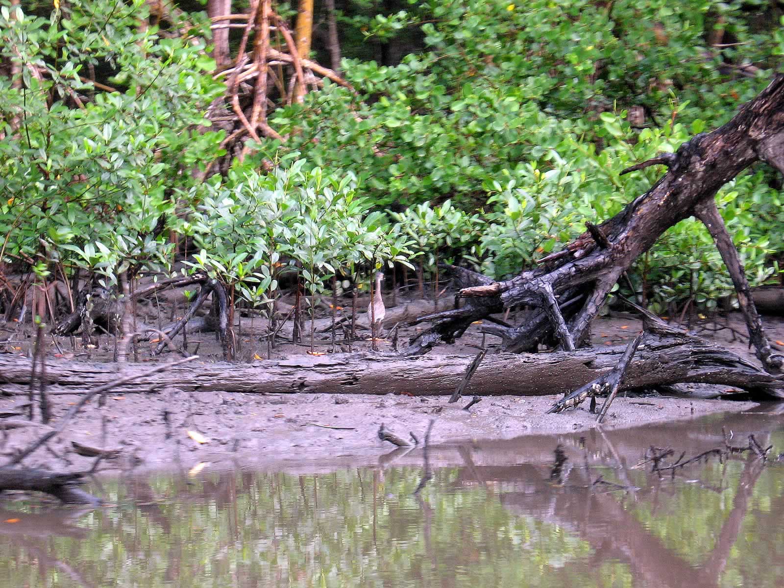 Caroni Swamp and Bird Sanctuary: Destination Trinidad and Tobago ...