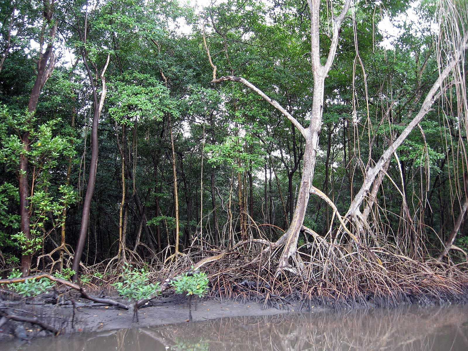 Caroni Swamp and Bird Sanctuary: Destination Trinidad and Tobago ...