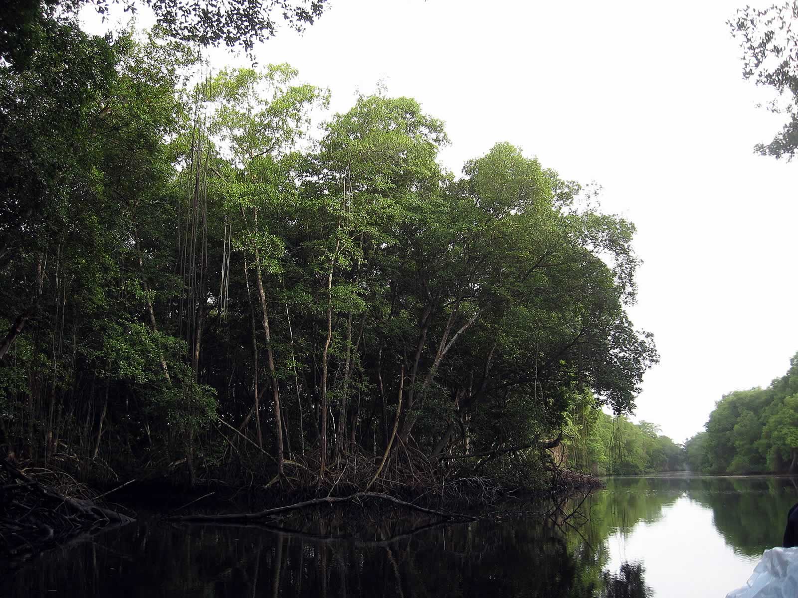 Caroni Swamp and Bird Sanctuary: Destination Trinidad and Tobago ...
