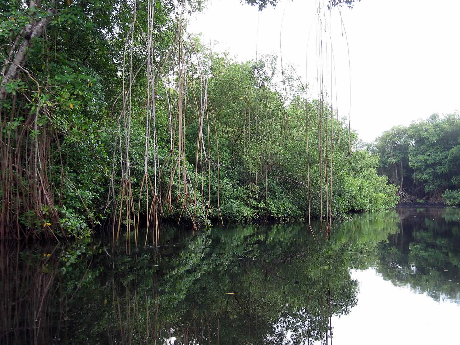 Caroni Swamp and Bird Sanctuary: Destination Trinidad and Tobago ...
