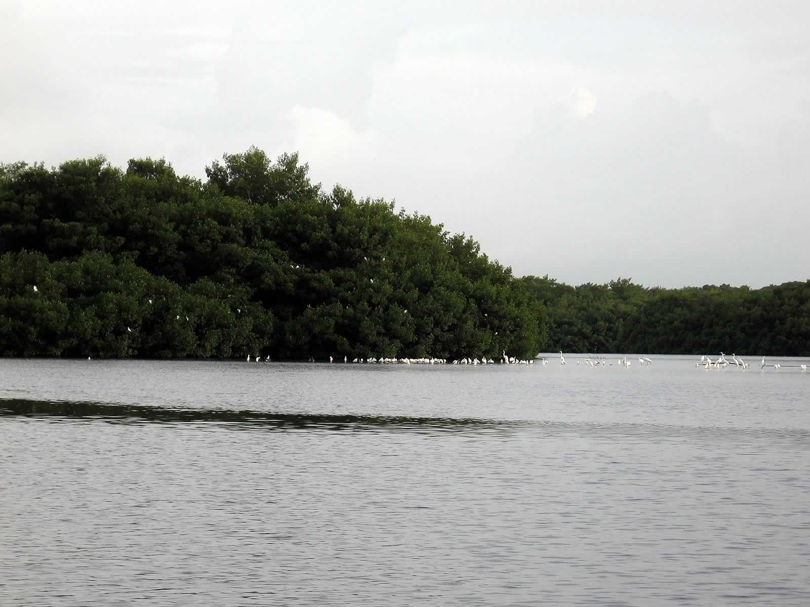 Caroni Swamp and Bird Sanctuary: Destination Trinidad and Tobago ...