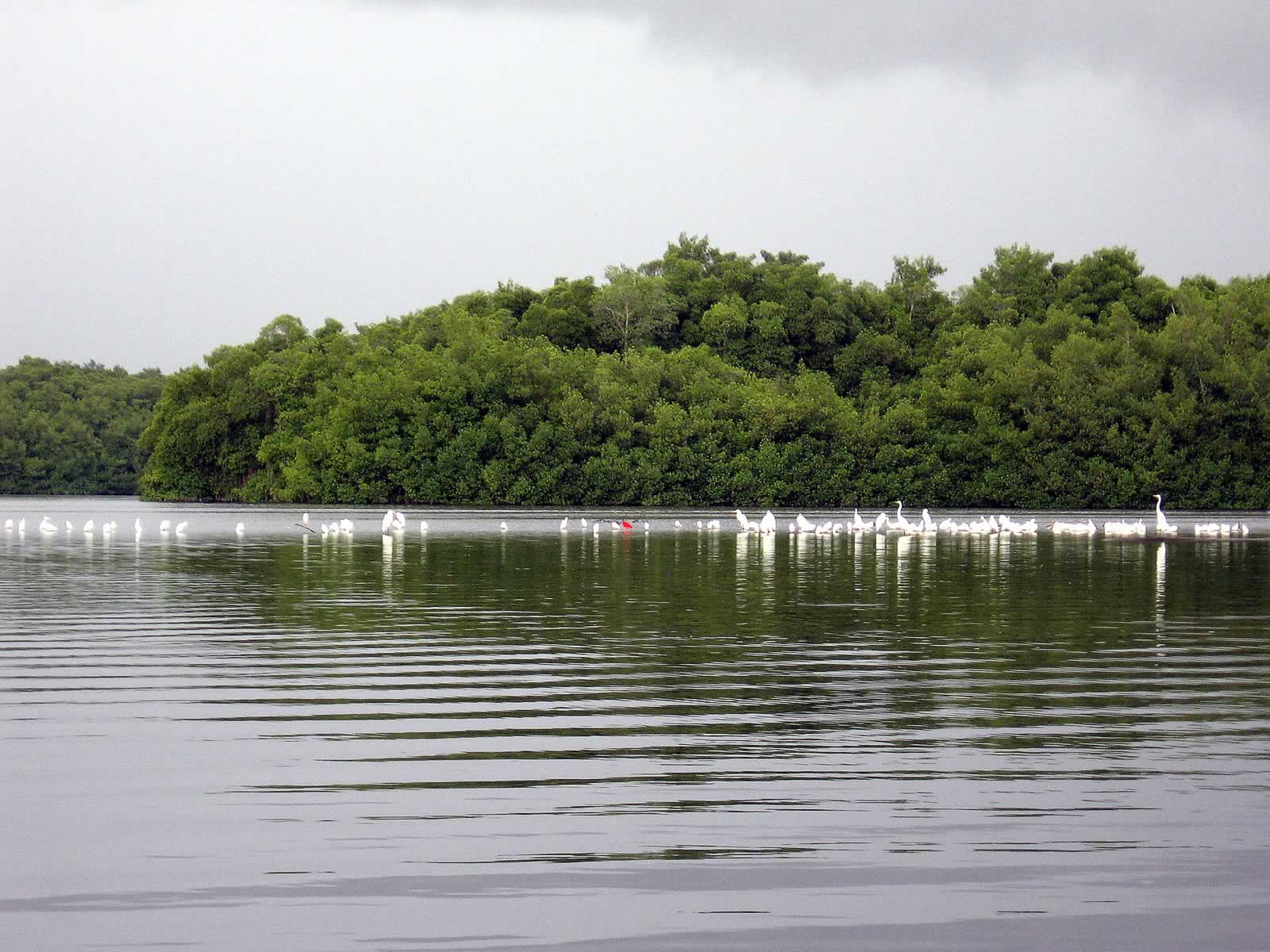 Caroni Swamp and Bird Sanctuary: Destination Trinidad and Tobago ...