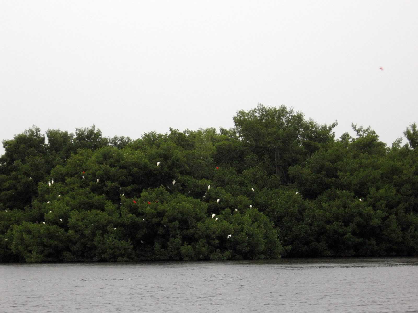 Caroni Swamp and Bird Sanctuary: Destination Trinidad and Tobago ...