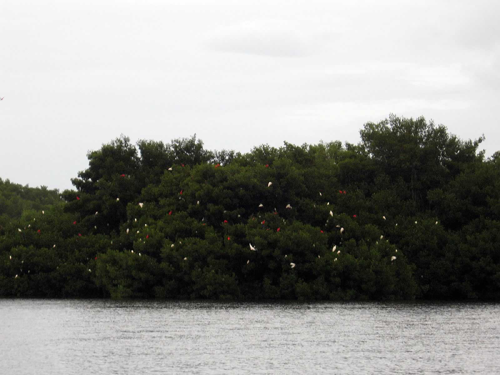 Caroni Swamp and Bird Sanctuary: Destination Trinidad and Tobago ...