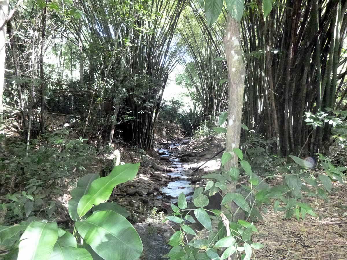 Covigne River Gorge: Destination Trinidad and Tobago | Tours, Holidays ...