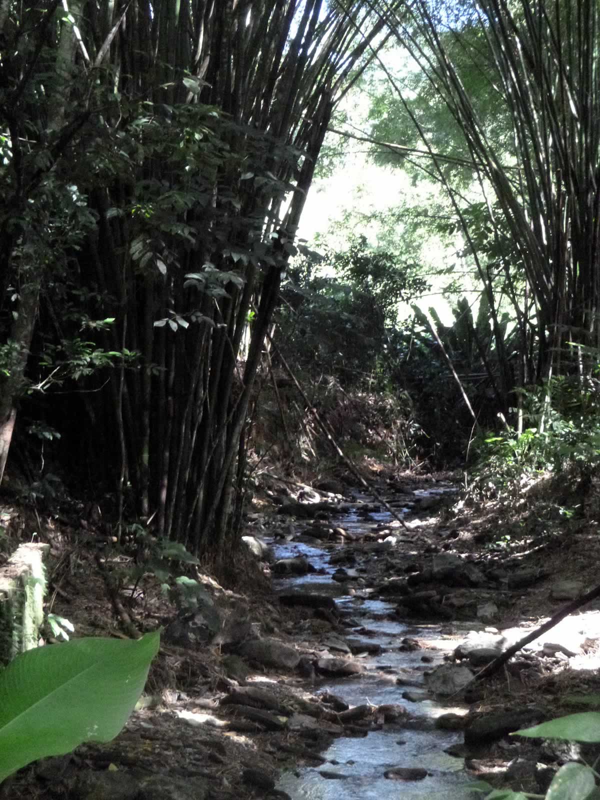 Covigne River Gorge: Destination Trinidad and Tobago | Tours, Holidays ...