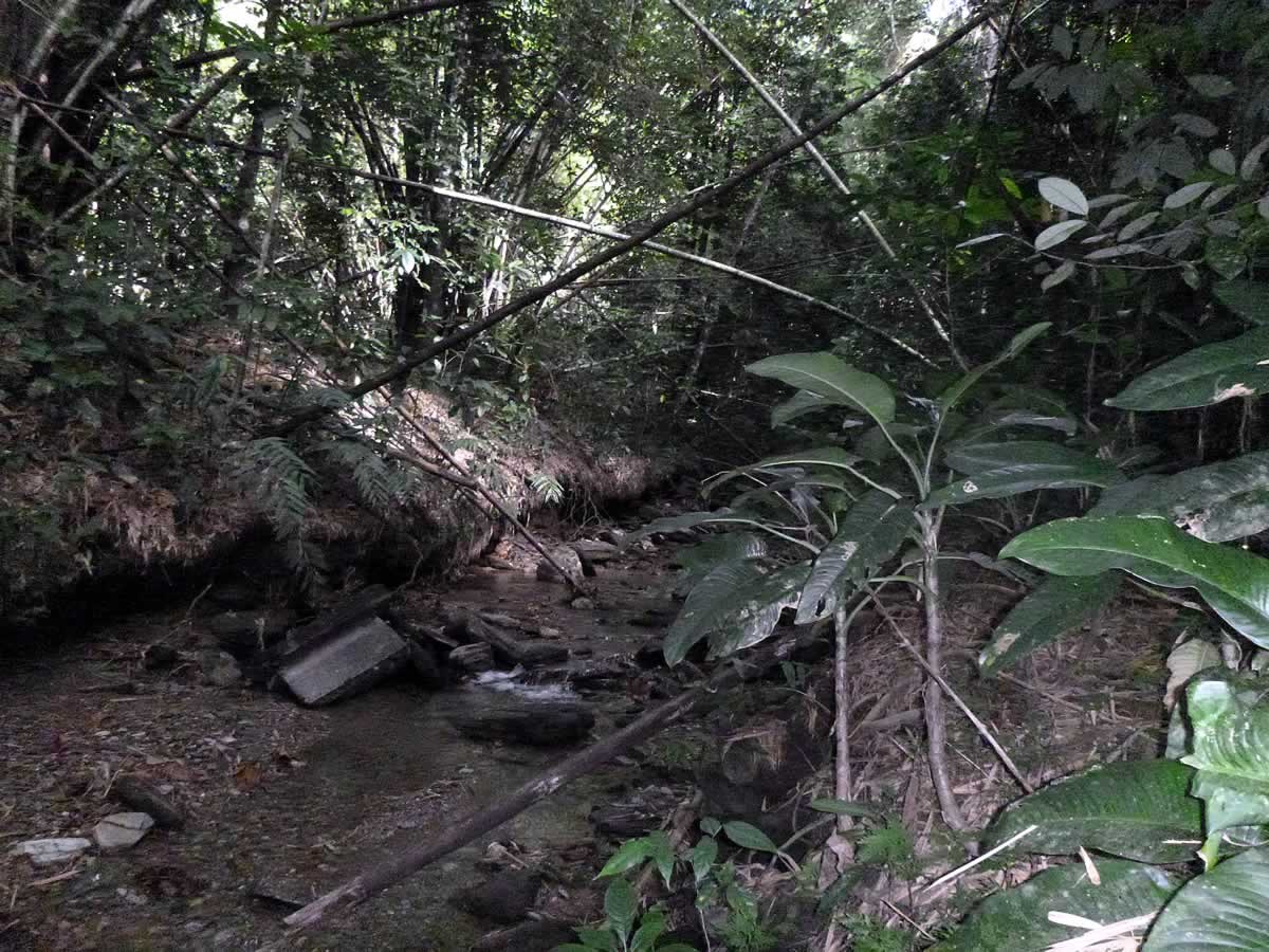 Covigne River Gorge: Destination Trinidad and Tobago | Tours, Holidays ...