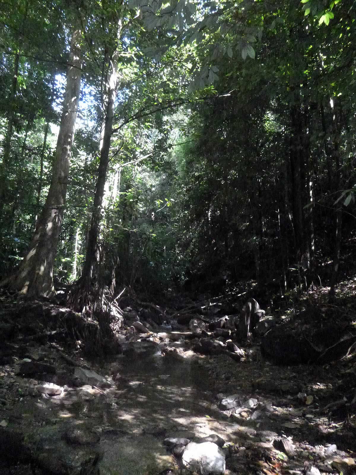 Covigne River Gorge: Destination Trinidad and Tobago | Tours, Holidays ...