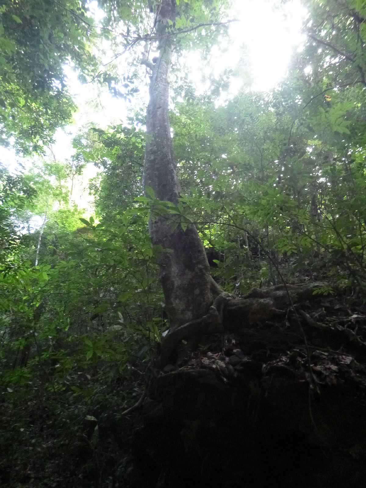 Covigne River Gorge: Destination Trinidad and Tobago | Tours, Holidays ...