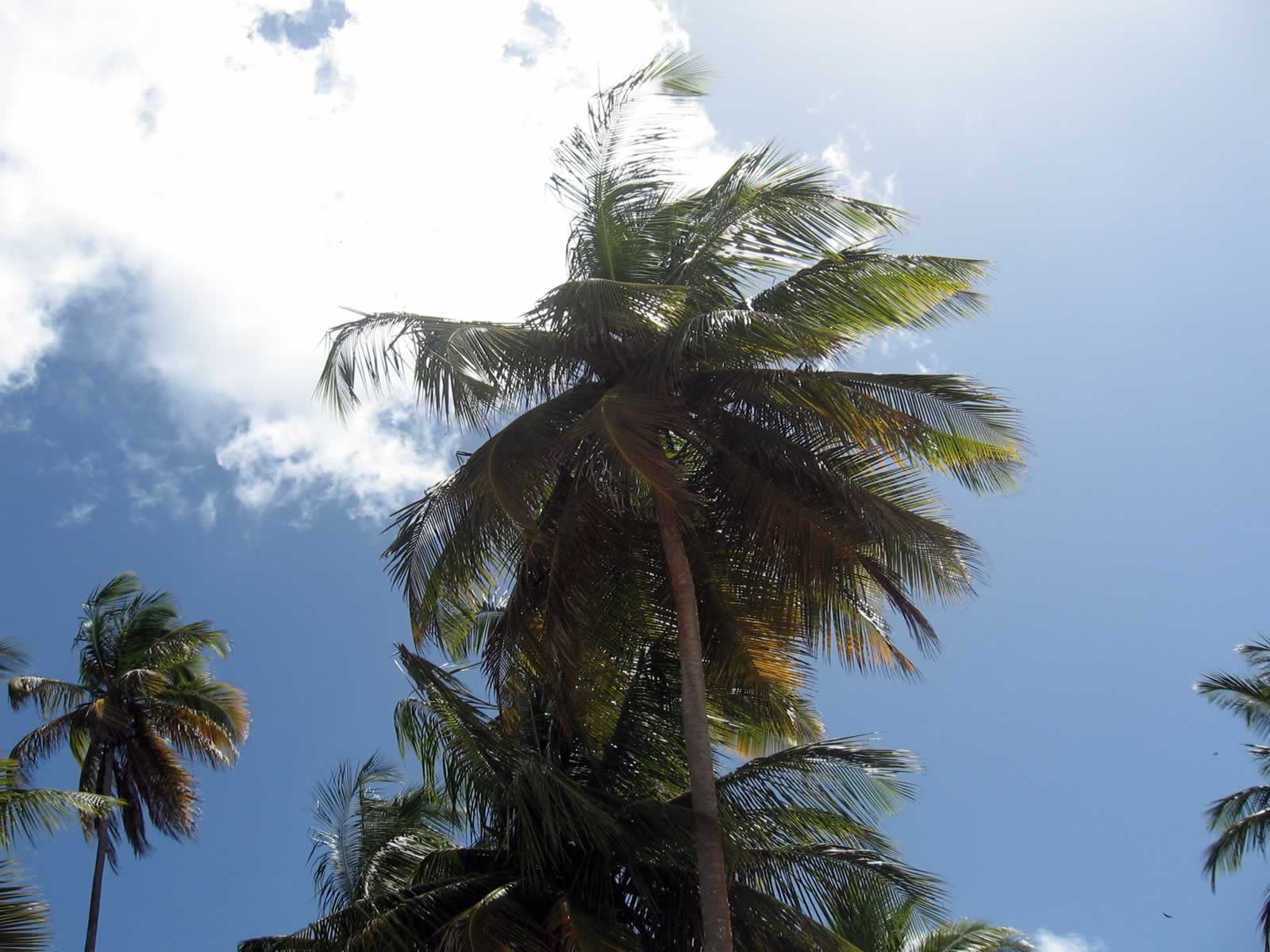 Marianne Beach: Destination Trinidad and Tobago | Tours, Holidays ...