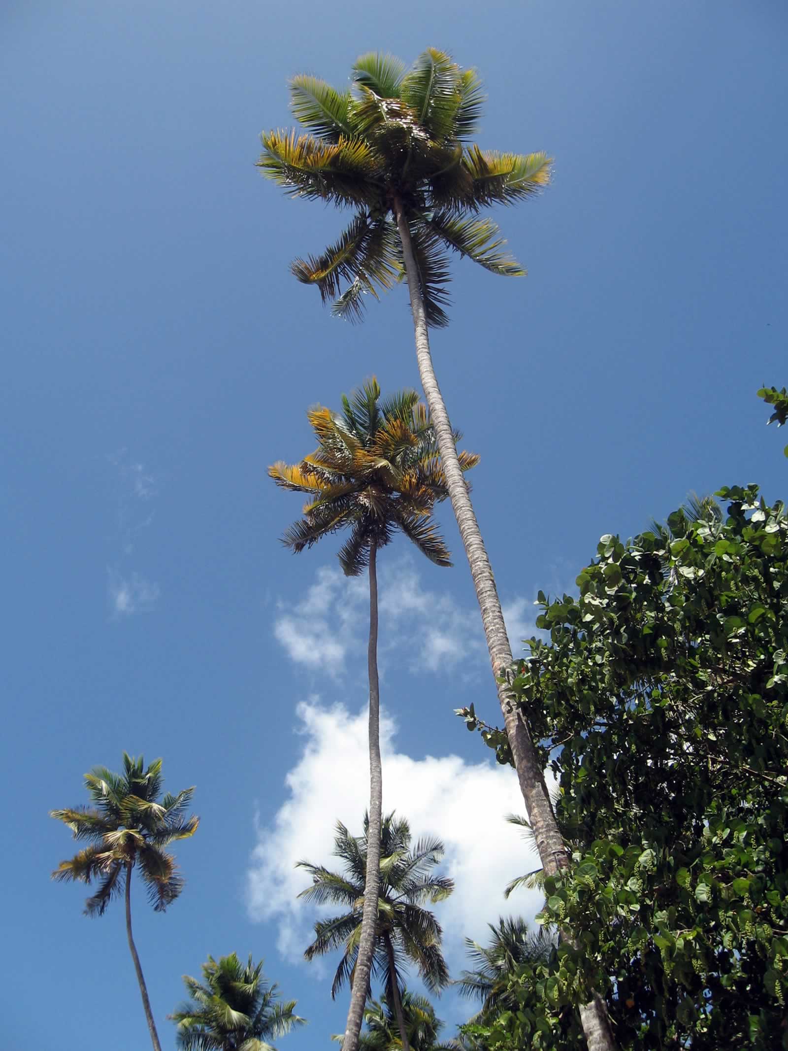 Marianne Beach: Destination Trinidad and Tobago | Tours, Holidays ...