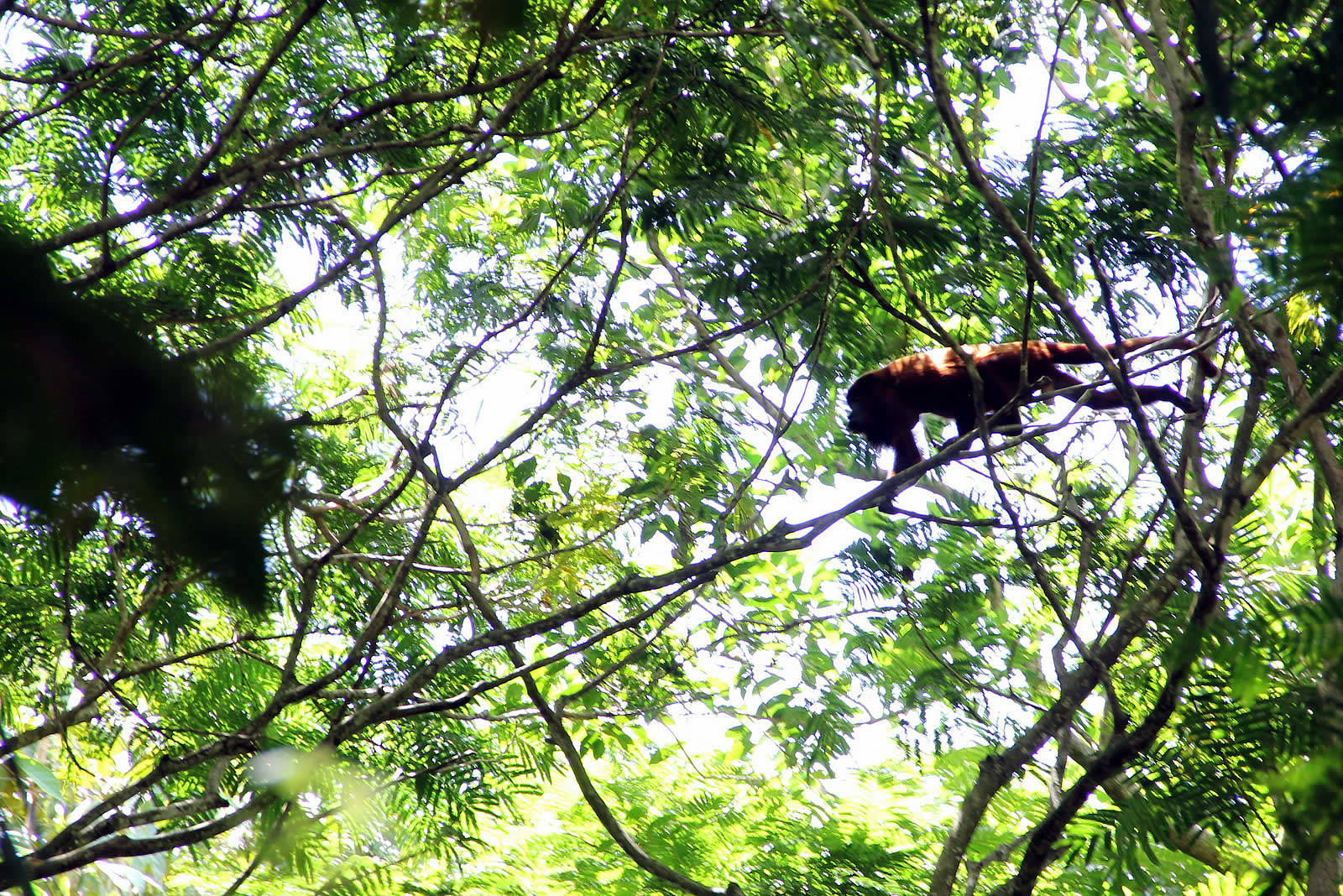Nariva Swamp: Destination Trinidad and Tobago | Tours, Holidays ...