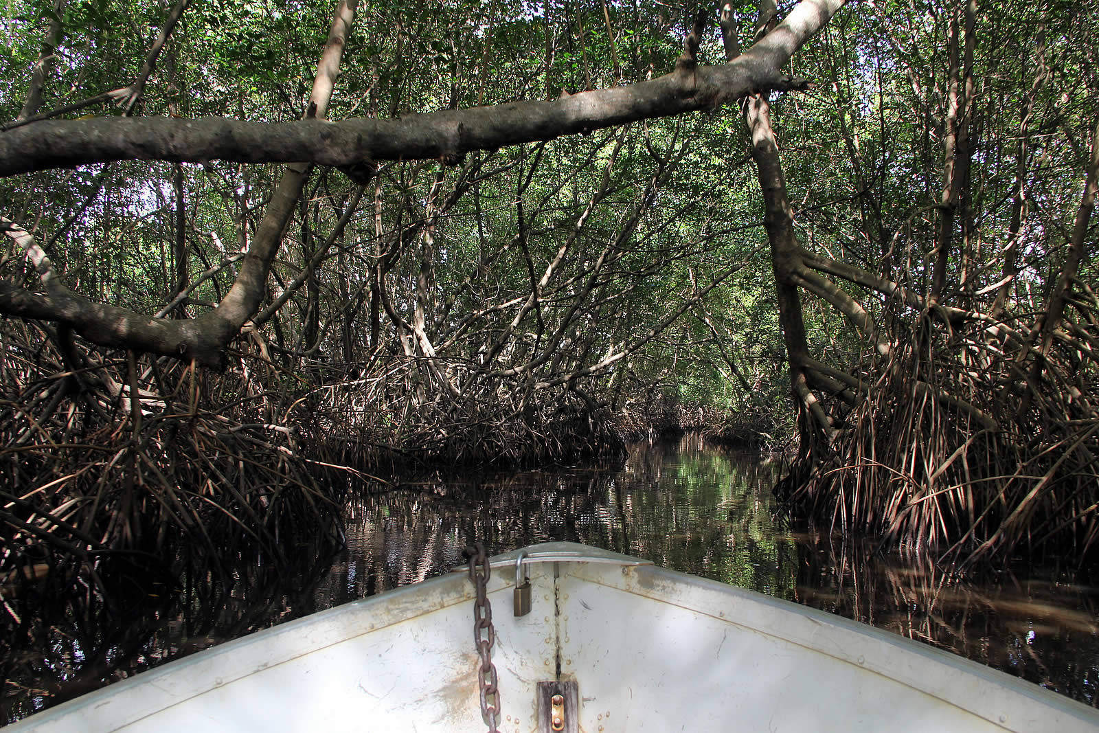 Nariva Swamp: Destination Trinidad and Tobago | Tours, Holidays ...