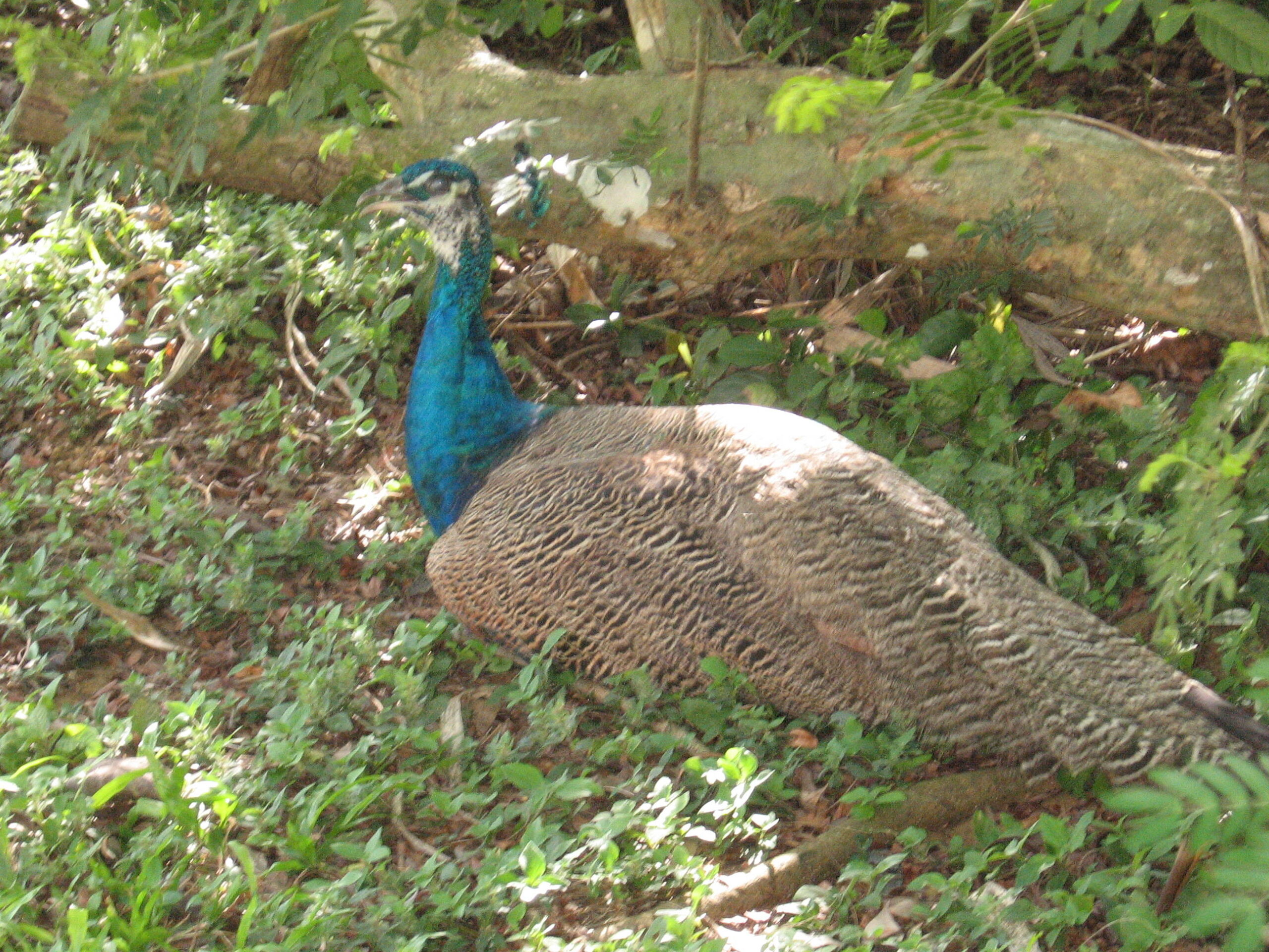 Pointe-A-Pierre Wild Fowl Trust: Destination Trinidad and Tobago ...