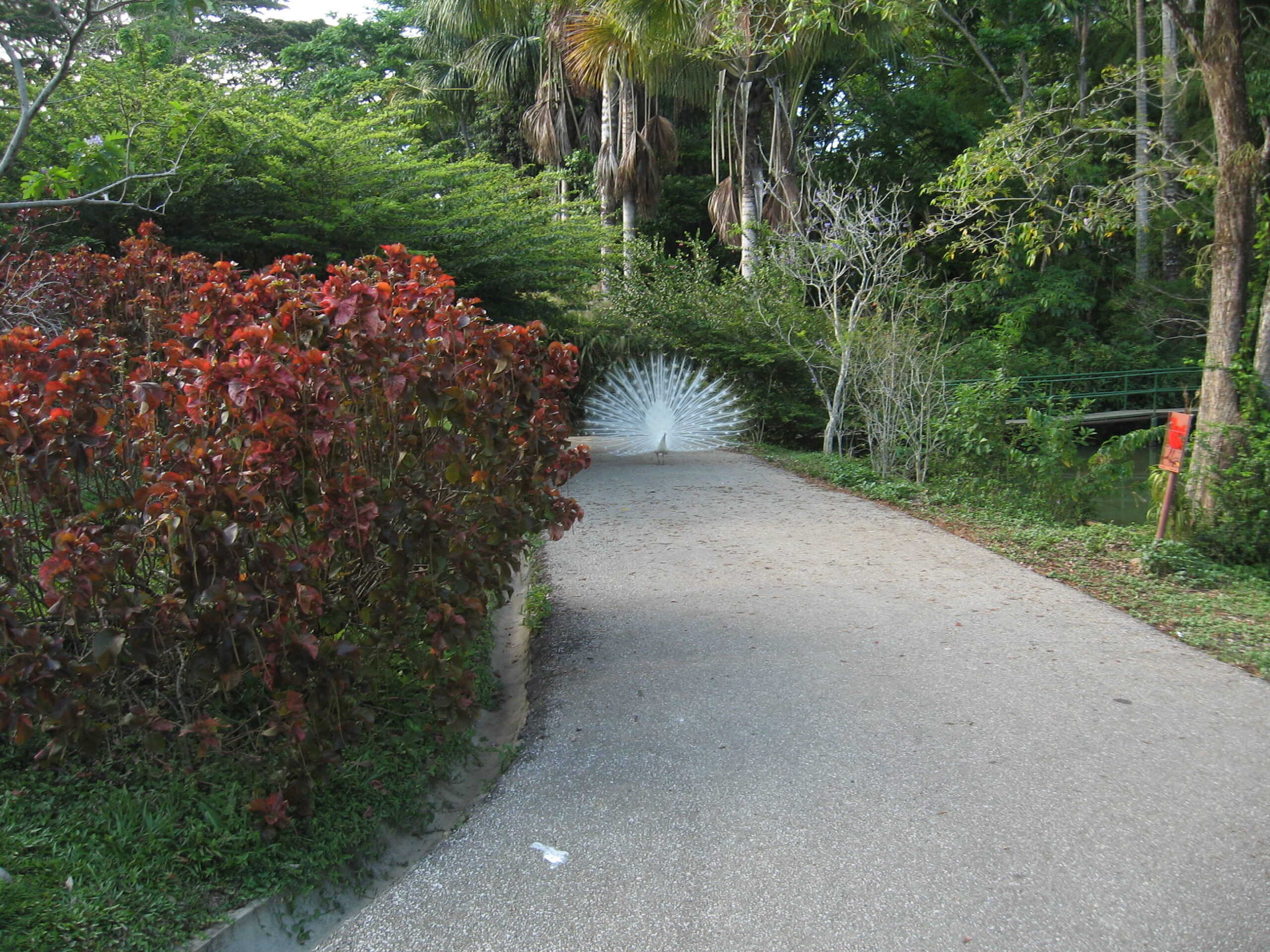 Pointe-A-Pierre Wild Fowl Trust: Destination Trinidad and Tobago ...