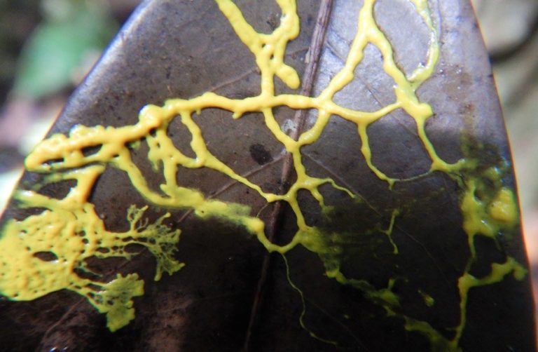 Petite Marianne (Avocat) Waterfalls & Rappelling Adventure: Destination ...